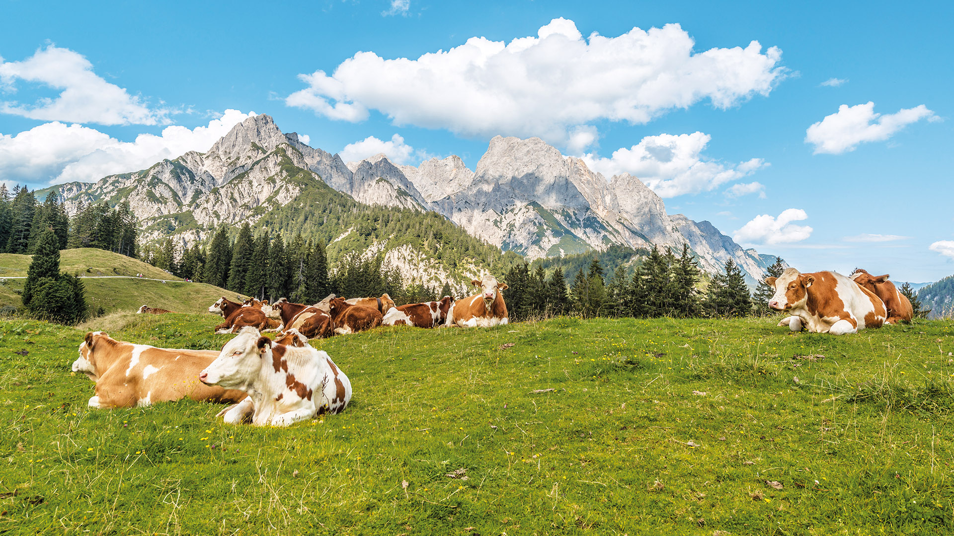 Aktionsplan für sichere Almen - SalzburgerLand Tourismus